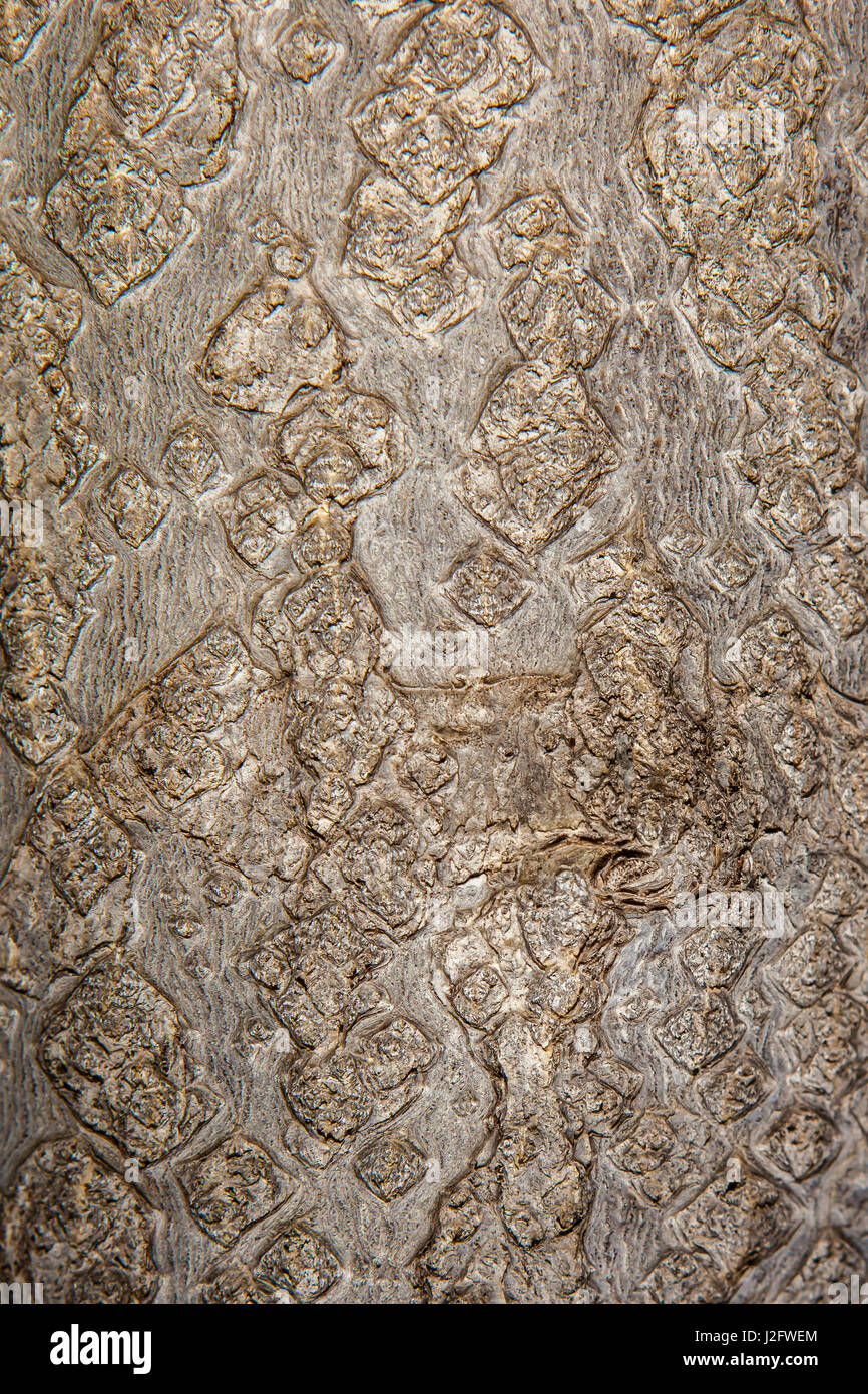 Patterns in tree bark at Oak Creek Canyon Stock Photo - Alamy