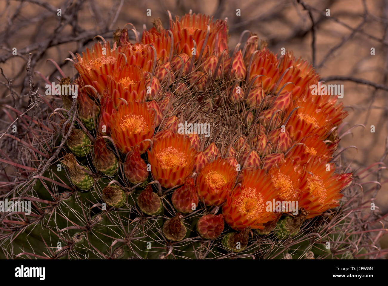 USA, Arizona, Tucson, Saguaro National Park, Rincon Mountain District ...