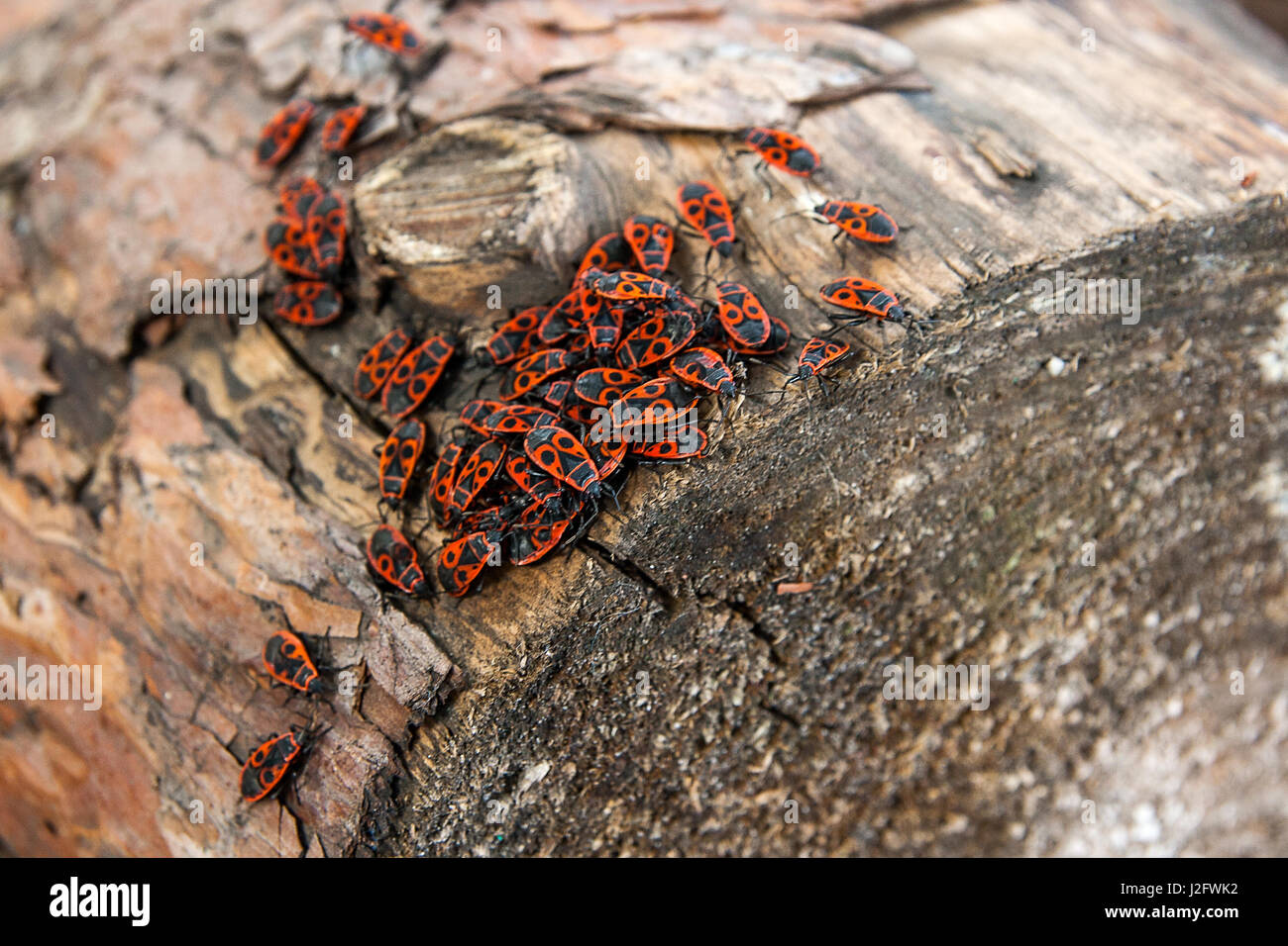 Colony of firebugs, also known as pyrrhocoris apterus on a tree trunk ...