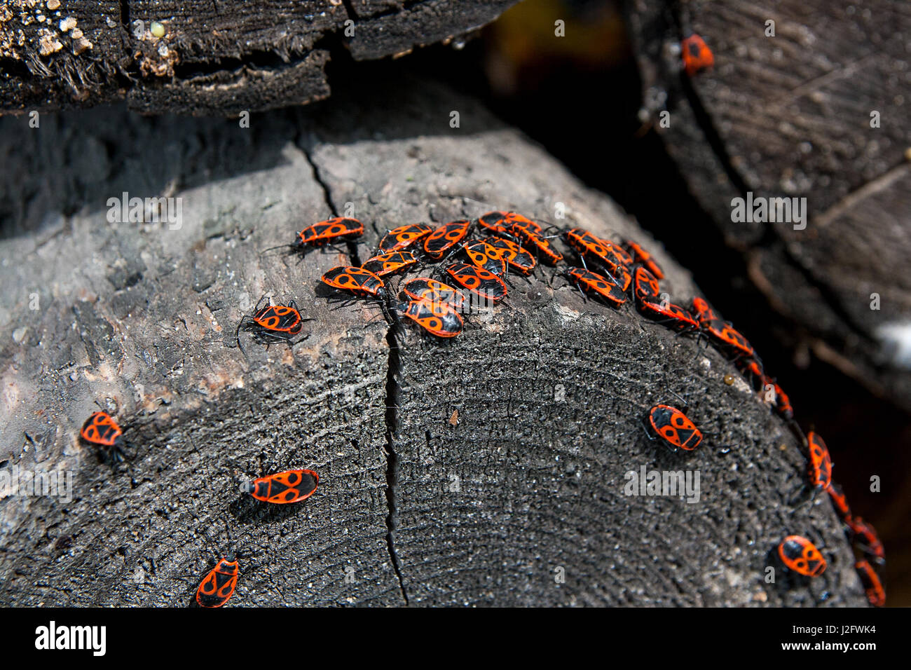 Black fungus on trees hi-res stock photography and images - Alamy