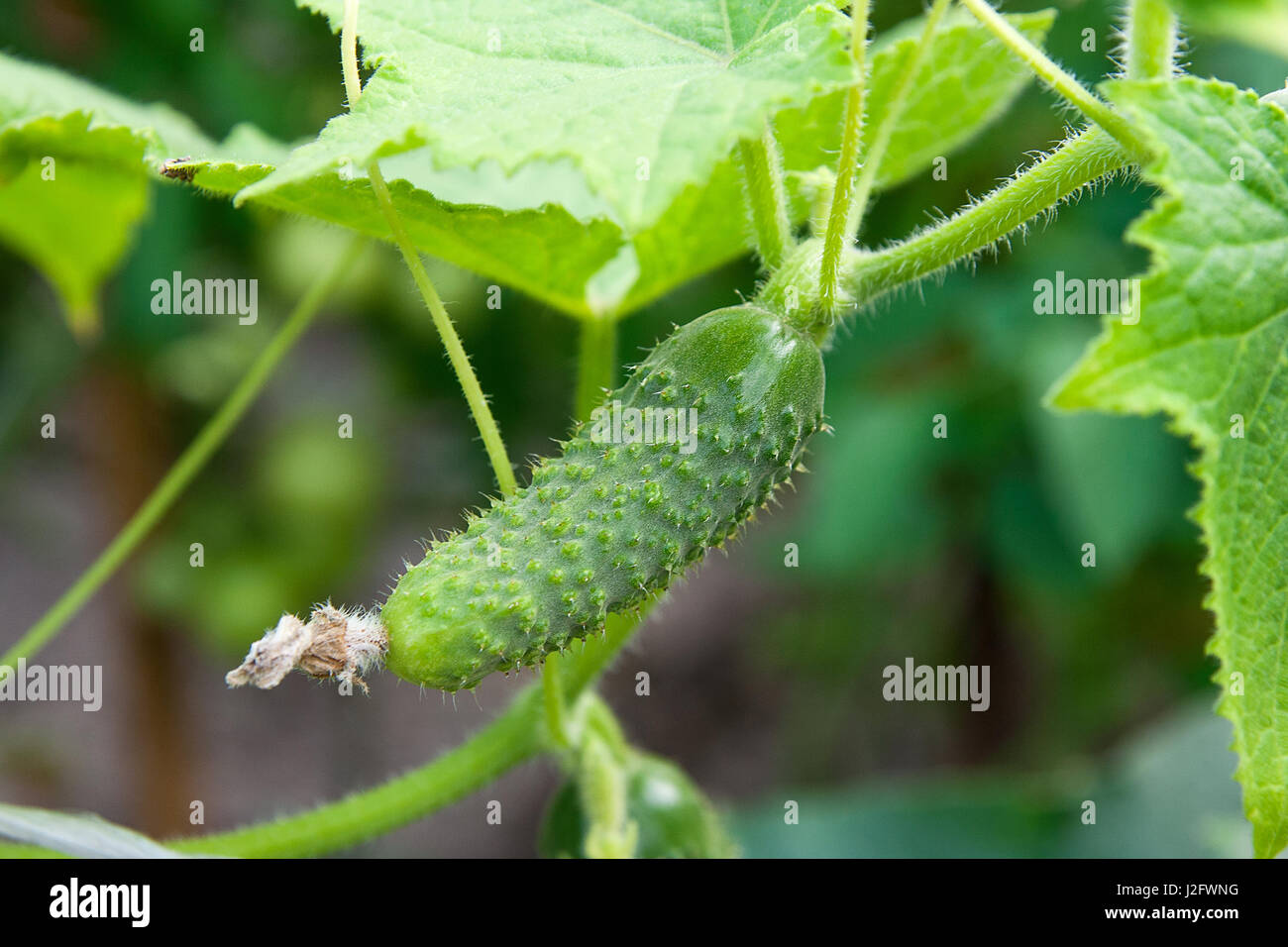 A cucumber in a bush outdoors. How to grow a cucumber plant in a garden ...