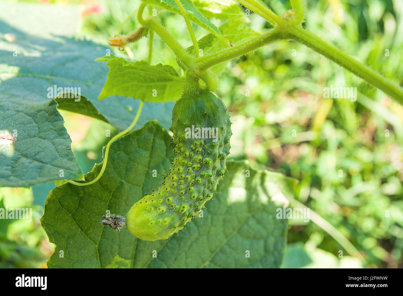 A cucumber in a bush outdoors. How to grow a cucumber plant in a garden ...