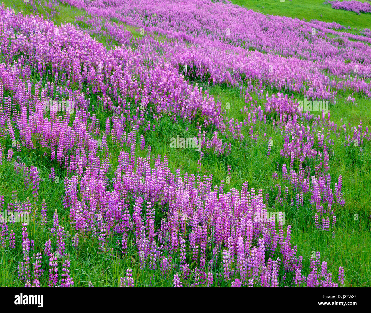 USA, California, Redwood National Park, Meadow of blooming riverbank ...