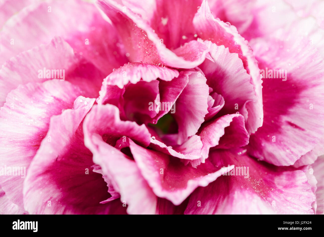 Texture of pink flower as background Stock Photo - Alamy