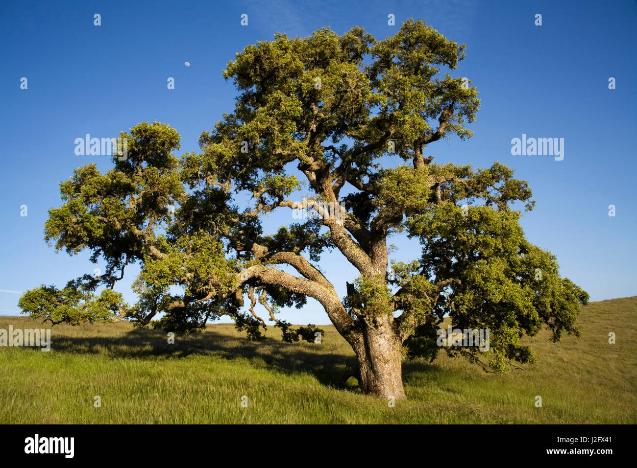 USA, California, Cottonwood Tree and Moon Stock Photo - Alamy