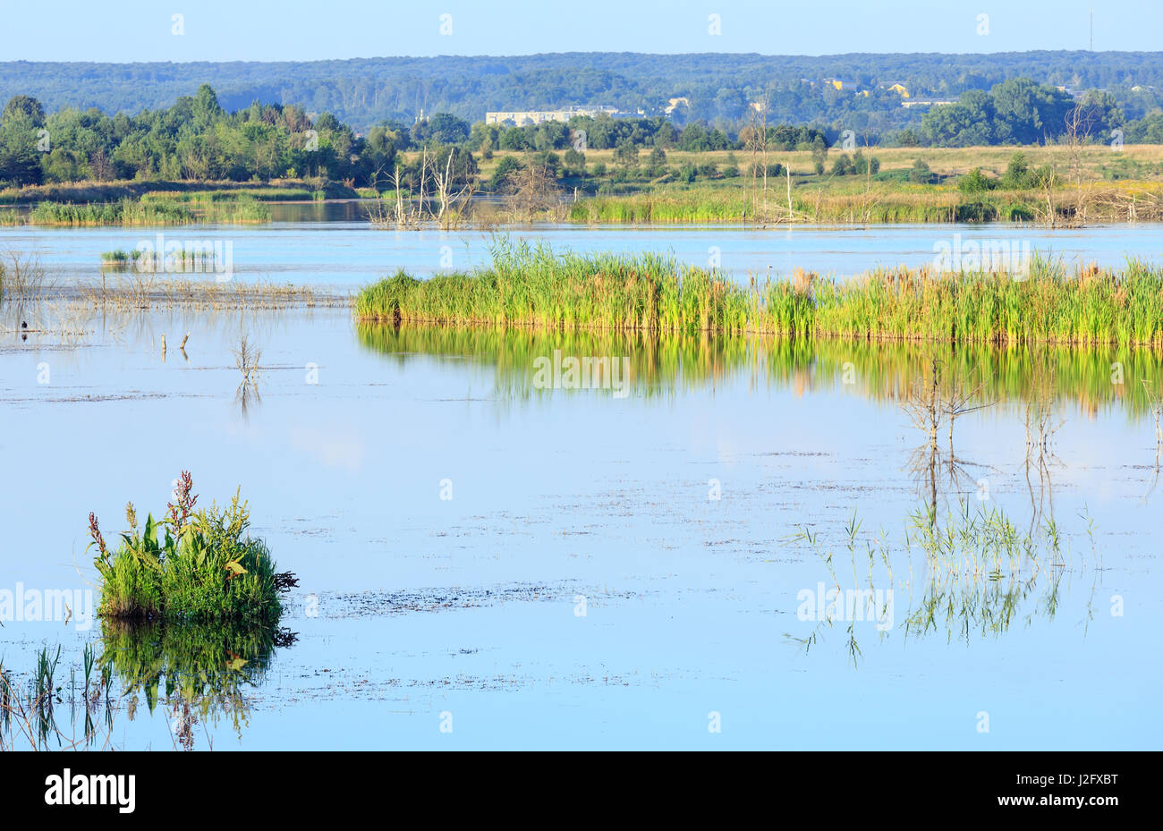 Evening summer lake landscape with plants reflections on water surface ...