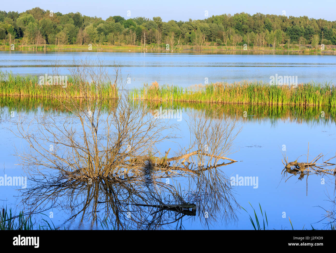 Evening summer lake landscape with plants reflections on water surface ...