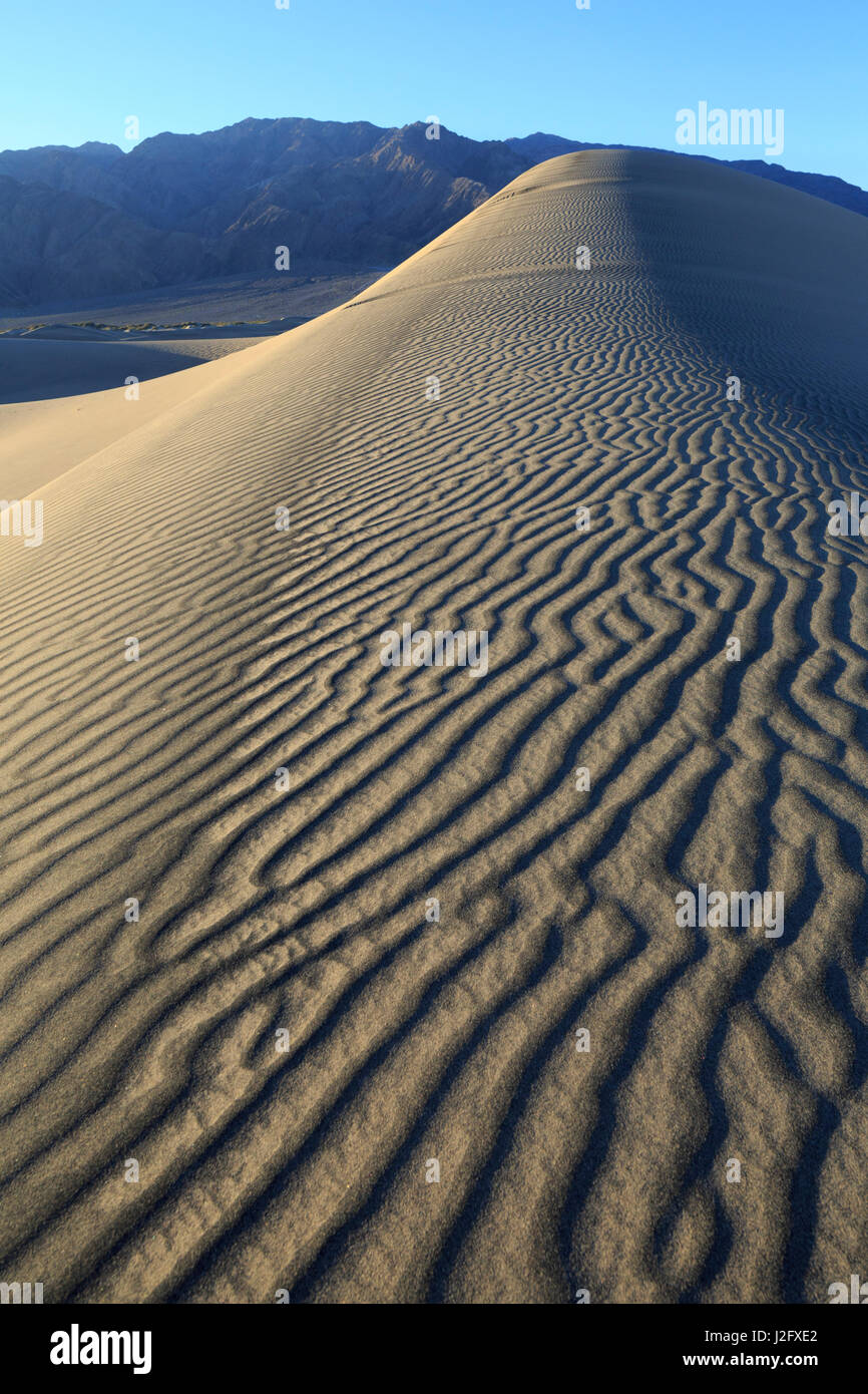 Sunrise highlights the texture along the ridgeline of a sand dune in ...
