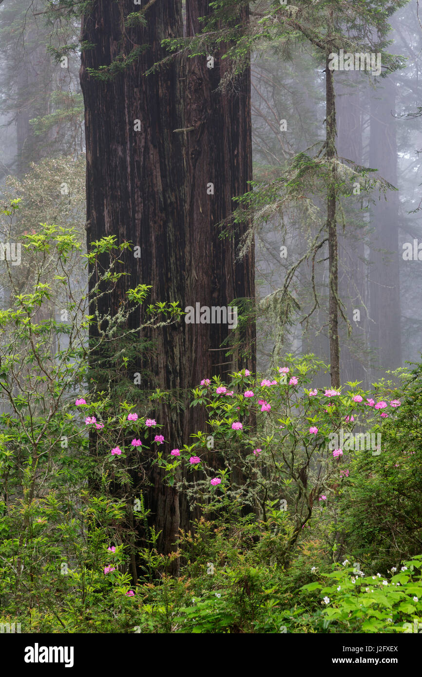 California, Del Norte Coast Redwoods State Park, redwood trees with ...