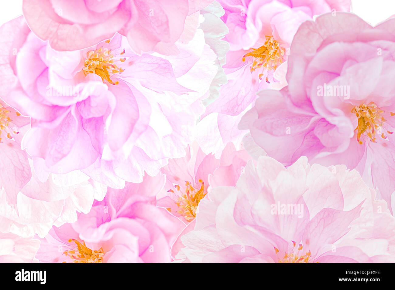 Sakura flower blossoms background. Floral print texture. Greeting card ...