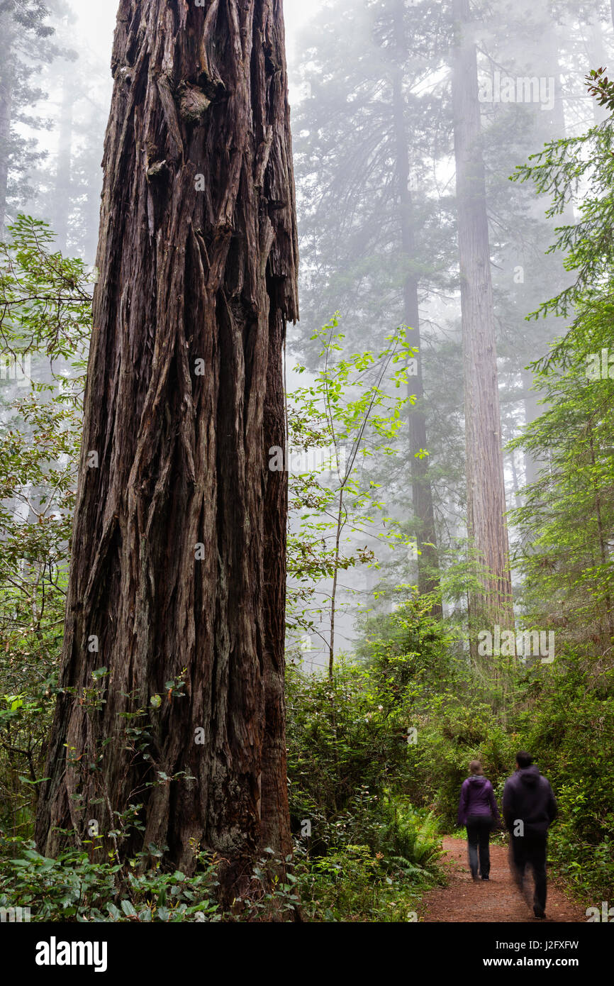 California, Redwood National Park, Lady Bird Johnson Grove, redwood ...