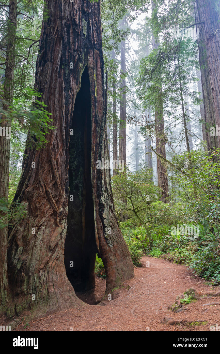 California, Redwood National Park, Lady Bird Johnson Grove, redwood ...