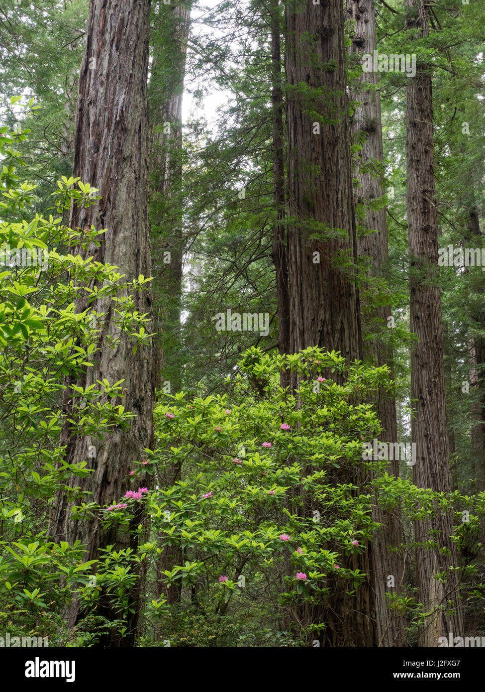 CA, Del Norte Coast Redwoods State Park, Redwood trees and ...