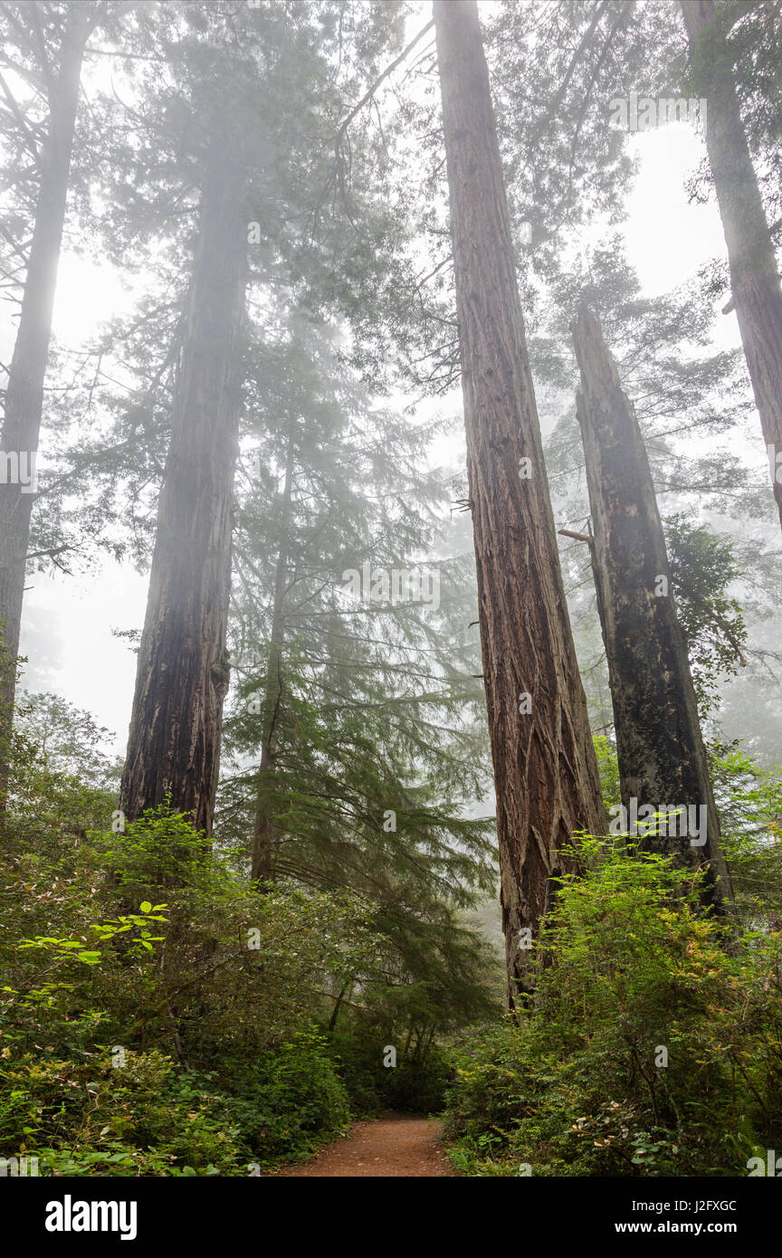 California, Redwood National Park, Lady Bird Johnson Grove, redwood ...