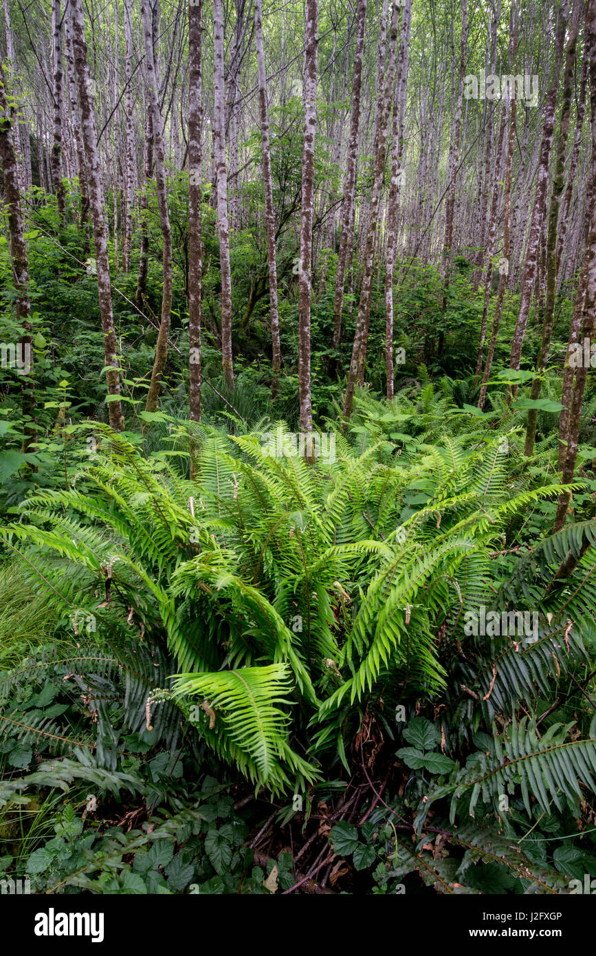 Western sword fern of california hi-res stock photography and images ...