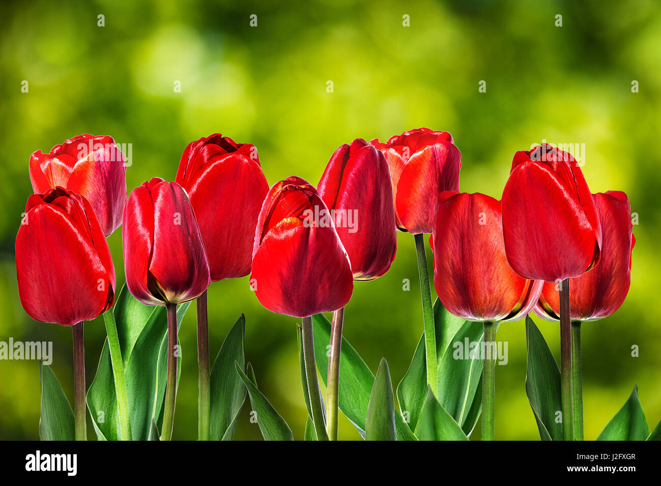 Spring background with tulips outdoors Stock Photo - Alamy