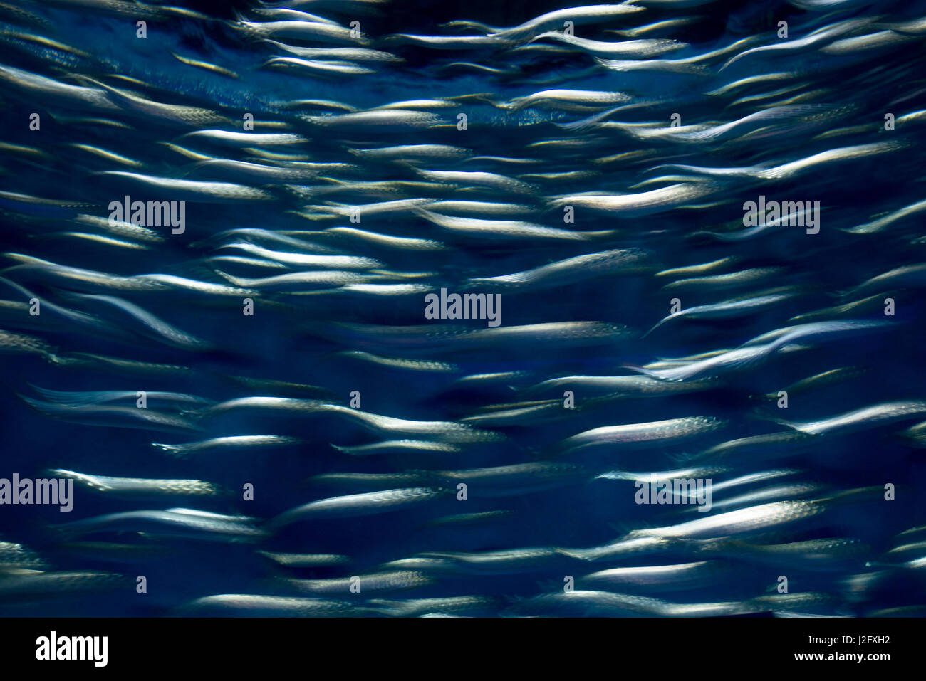 USA, California, Monterey. Swimming Anchovies (Engraulis mordax ...