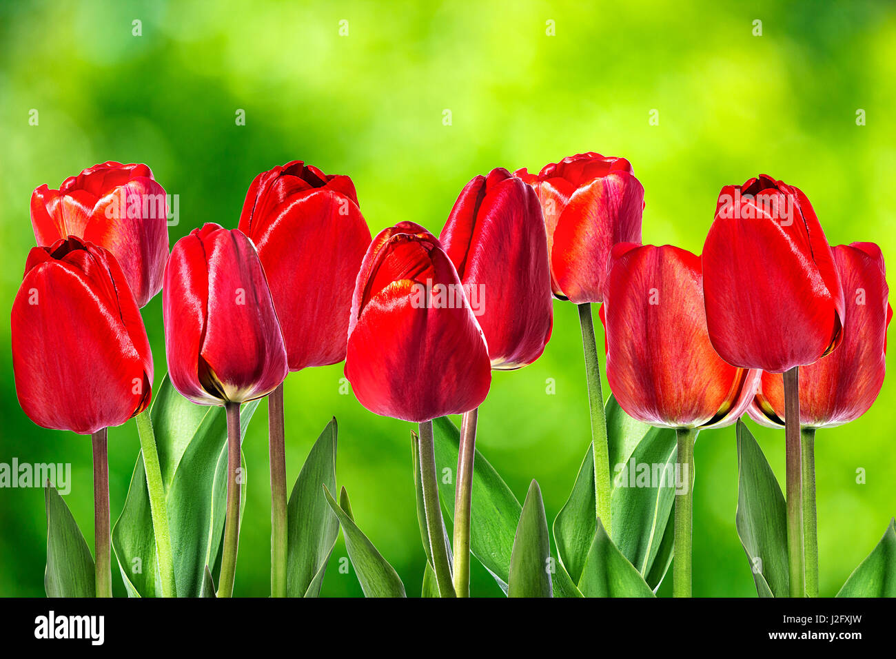 Spring background with tulips outdoors Stock Photo - Alamy