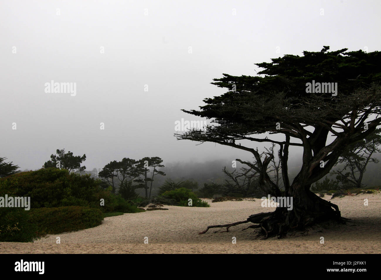USA, California, Carmel by the Sea. Coastal Trees of Carmel by the Sea ...
