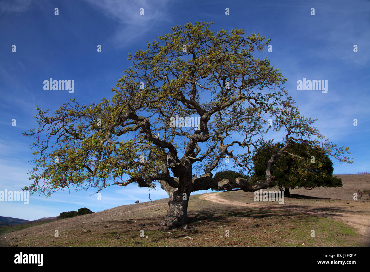 USA, California, Carmel Valley. Coast Live Oak Tree Stock Photo - Alamy