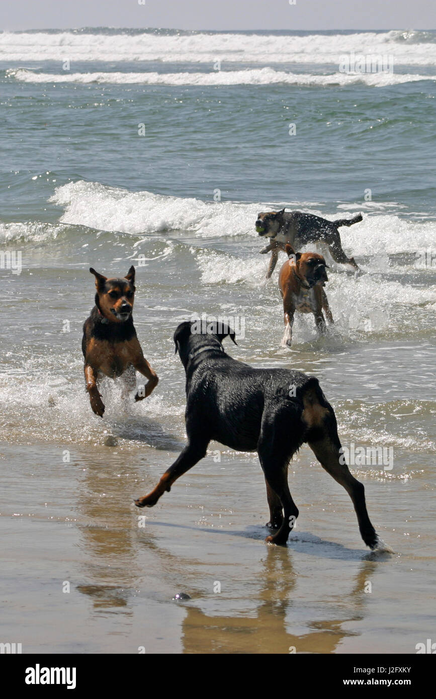 USA, California, Del Mar. Dogs playing in ocean at Dog Beach Del Mar ...