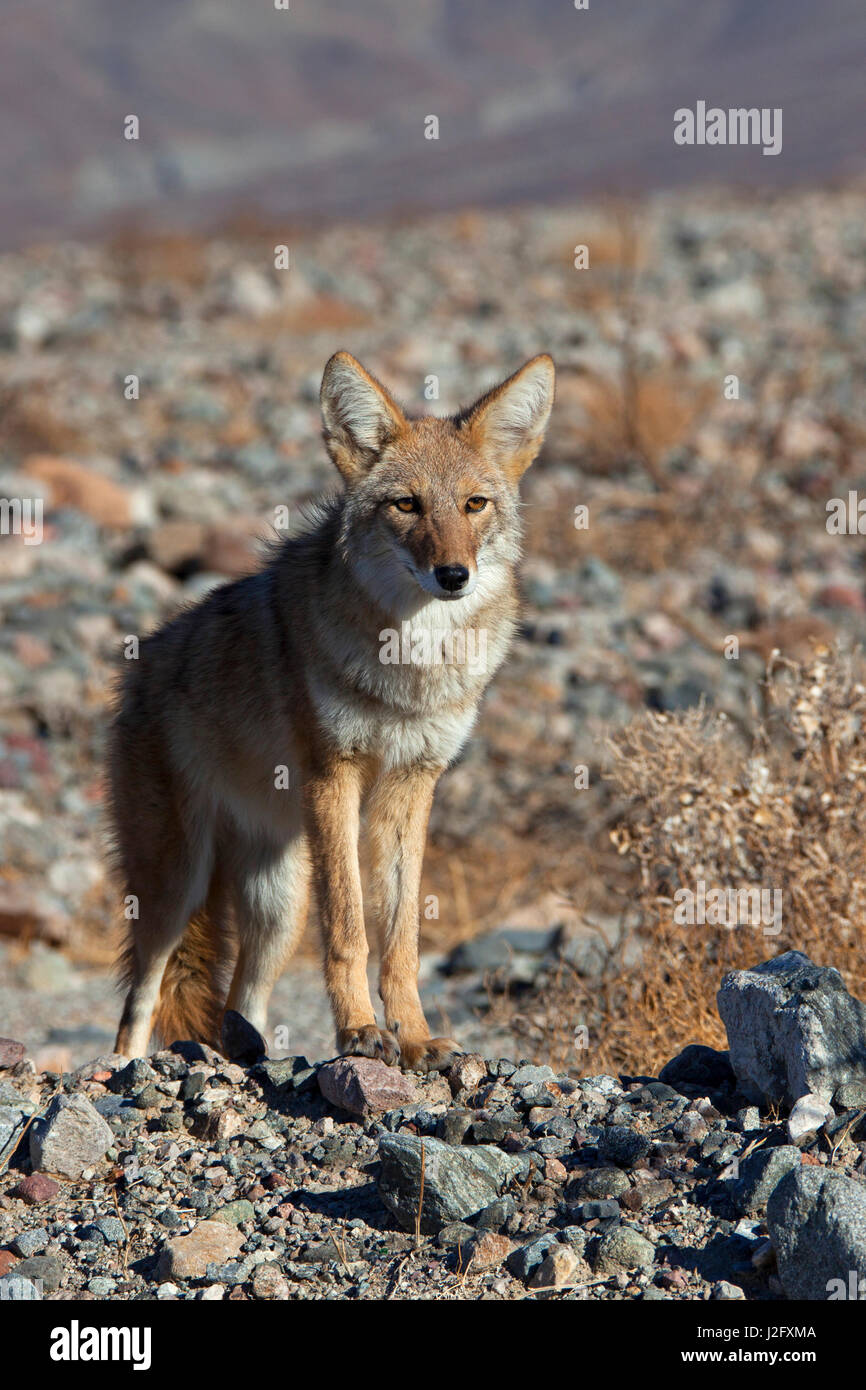USA, California, Death Valley National Park. A coyote in the wild at ...