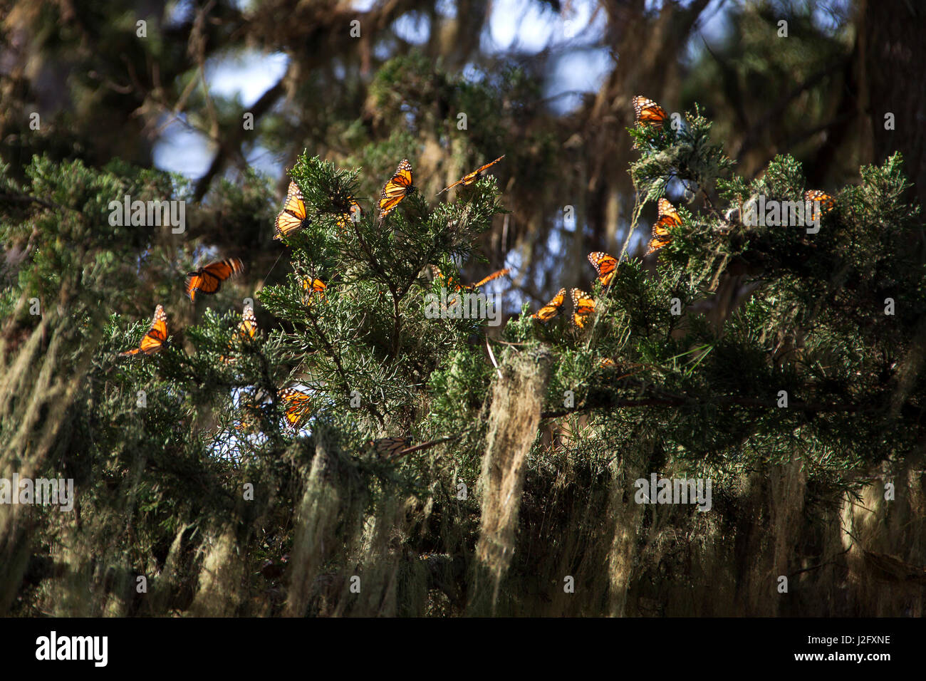 USA, California, Monterey. Monarch Butterflies at Monarch Grove ...