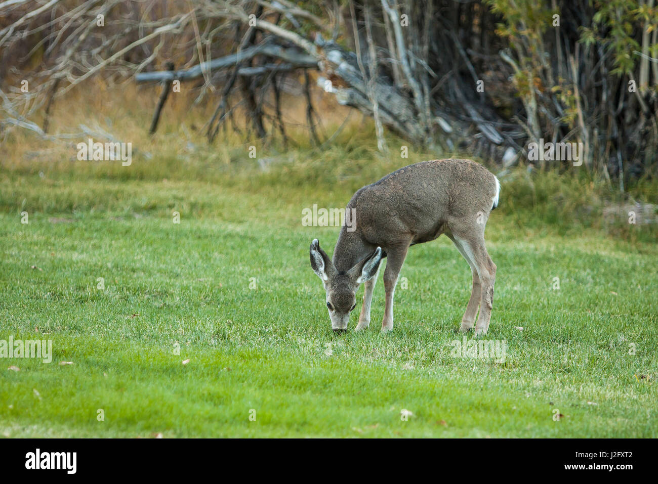Mule Deer Yearling Grazing on the lawn at Mono County Park Stock Photo ...