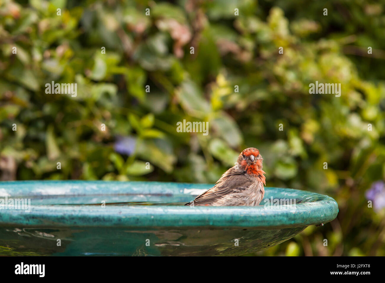 Yellow Finches Bird Bath at Doris Jenkins blog