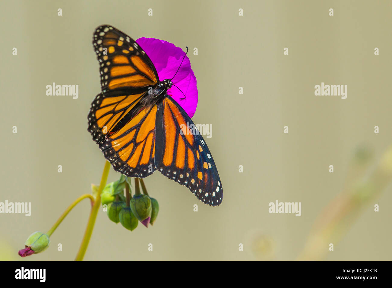 Monarch purple hi-res stock photography and images - Alamy