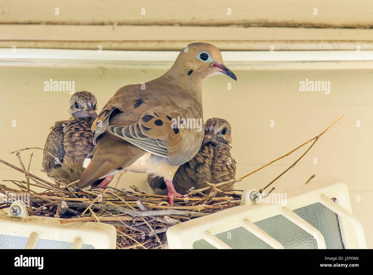 Sheltered Nesting Space and Mourning Dove Family atop a Security Light ...