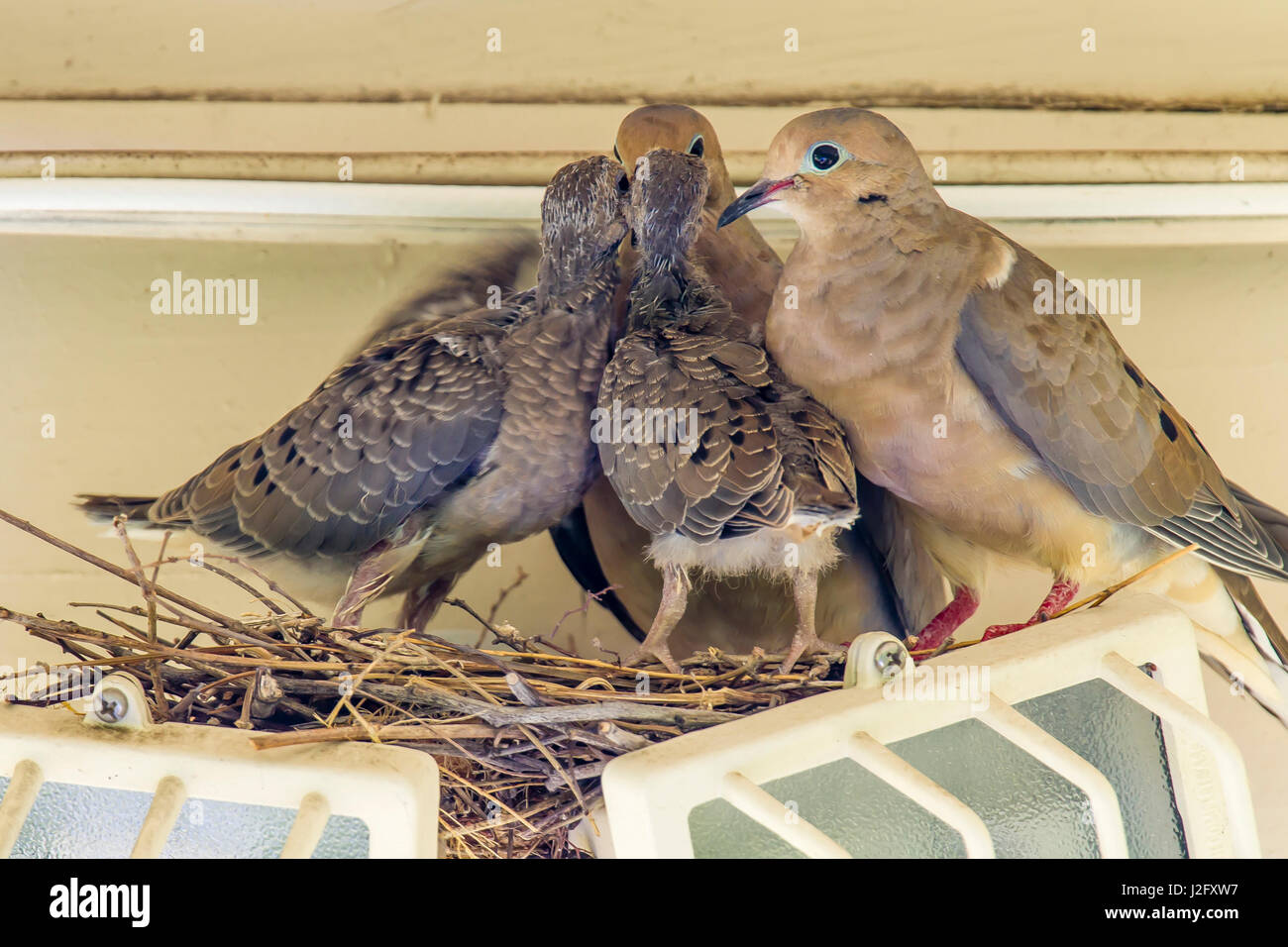 Sheltered Nesting Space and Mourning Dove Family atop a Security Light ...