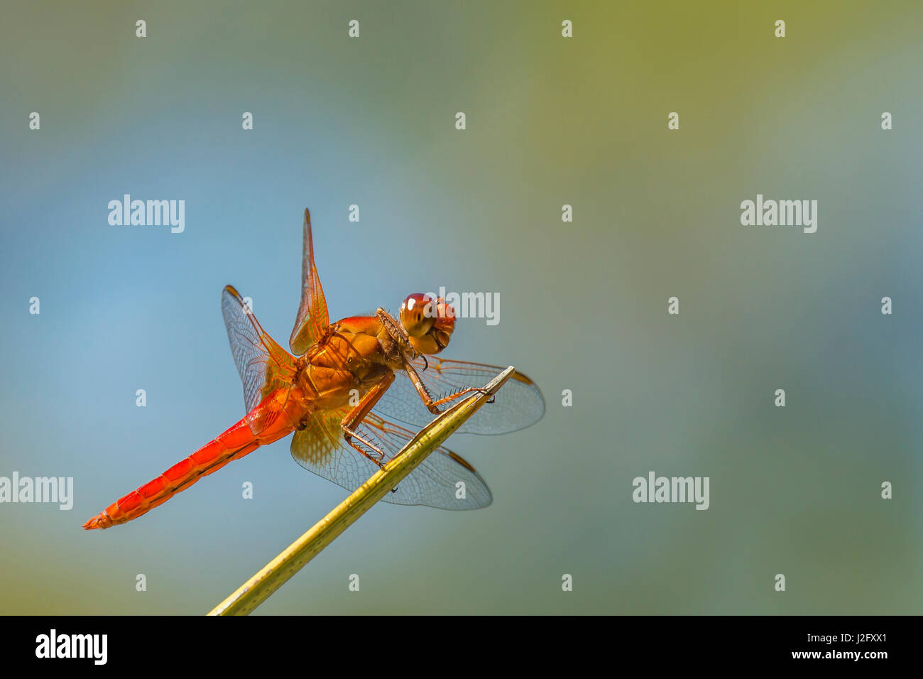 Flame Skimmer Dragonfly perched and at rest in La Mesa, California ...