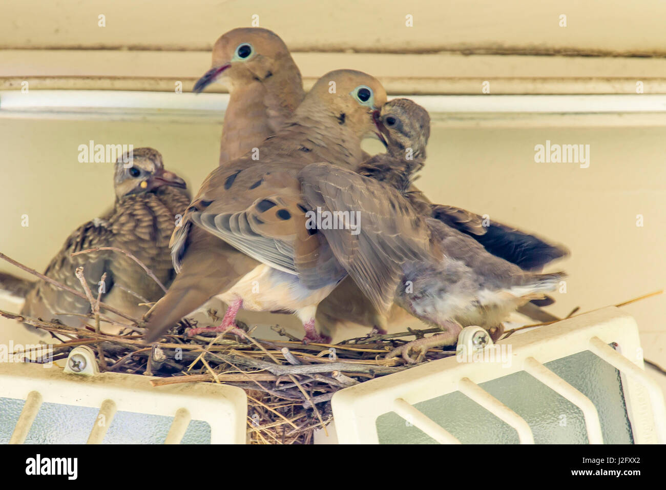 Dove family hi-res stock photography and images - Alamy