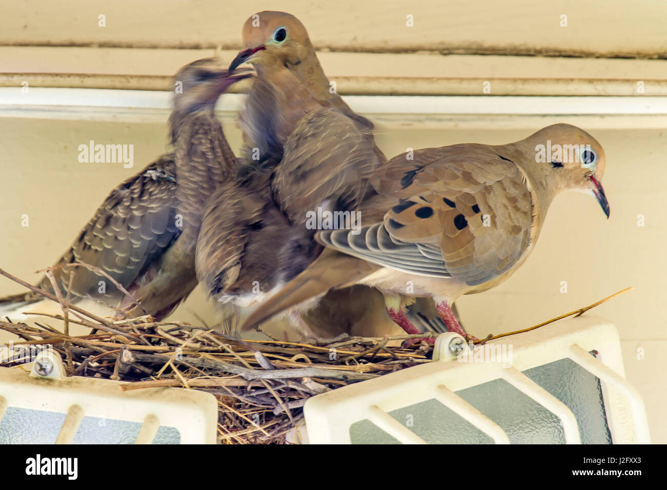Dove family hi-res stock photography and images - Alamy