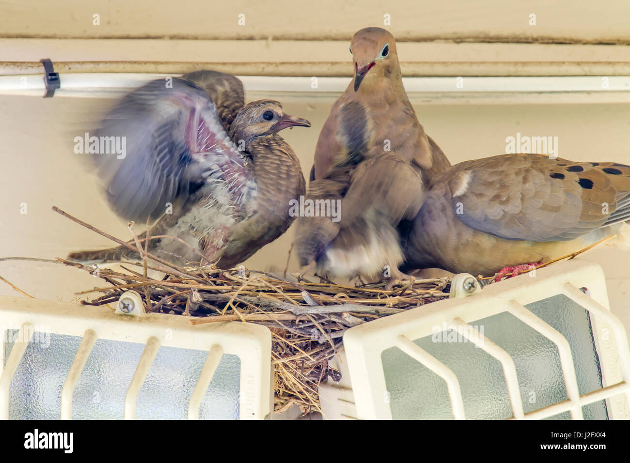 Mourning Dove Chick Spreading Wings and Exercising Prior to Fledging ...