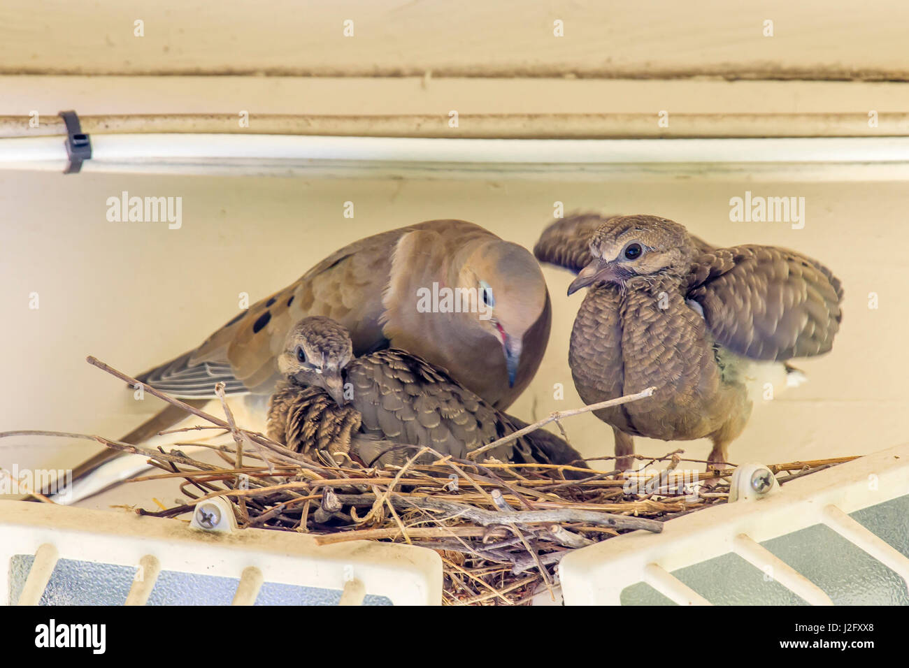 Mourning Dove Chick Spreading Wings and Exercising Prior to Fledging ...