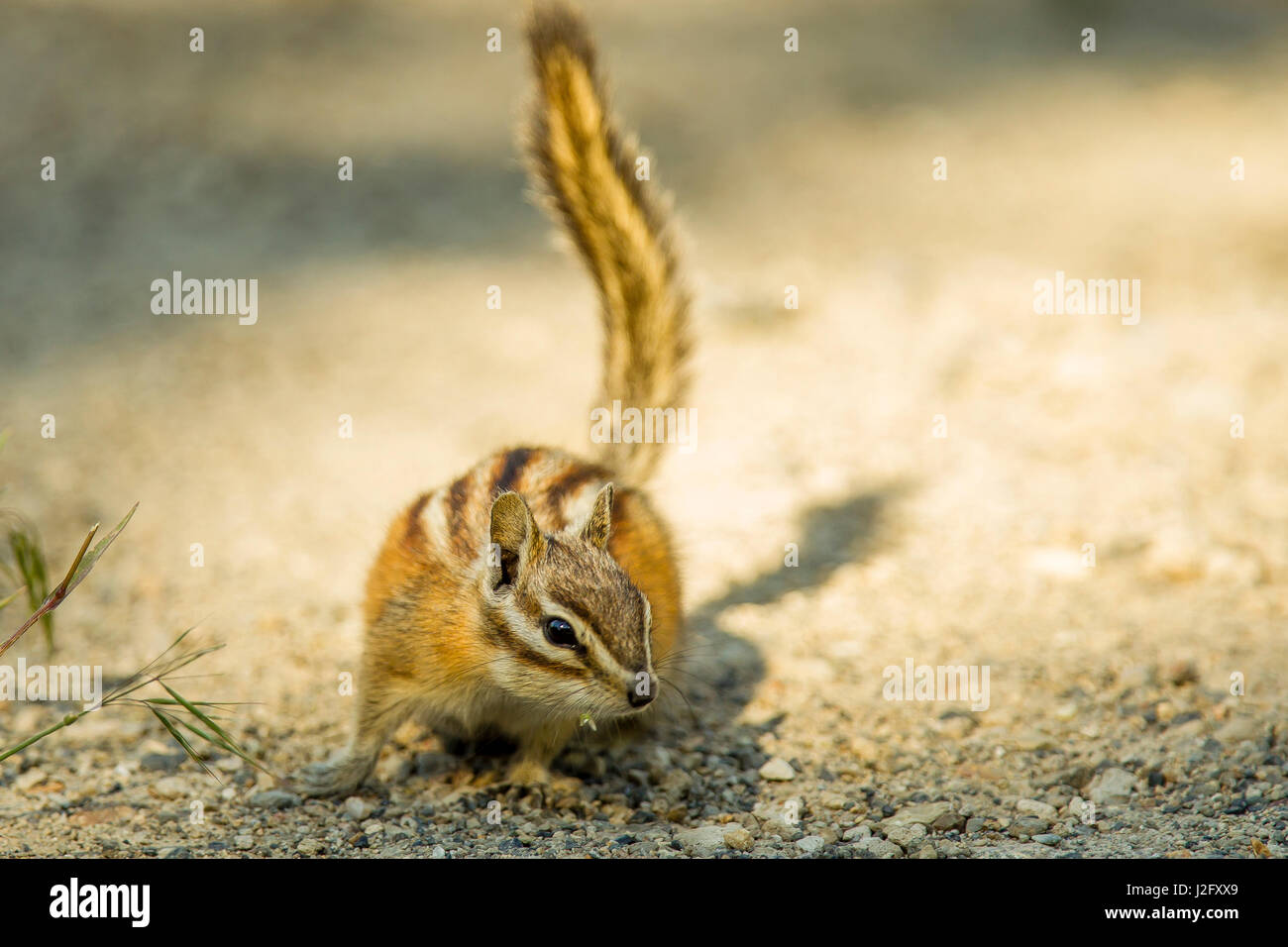 Campground Critter. Alpine Chipmunk. June Lake California Stock Photo ...