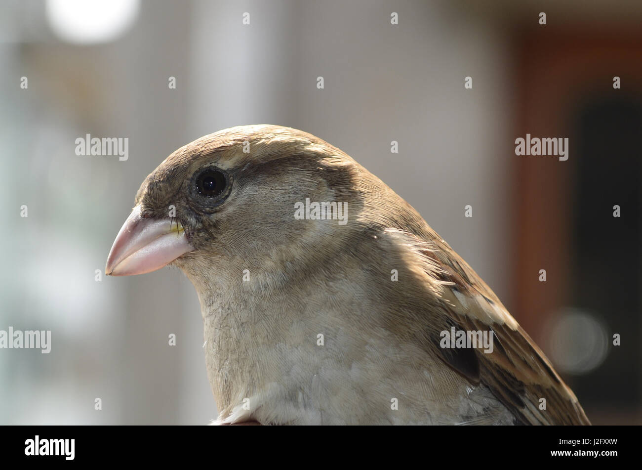Sparrow eye hi-res stock photography and images - Alamy