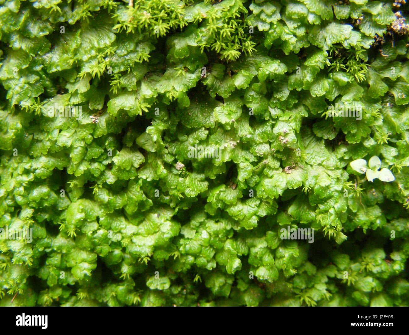 Enlarged form hi-res stock photography and images - Alamy