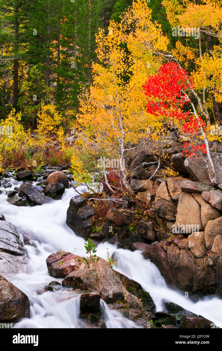 Fall color along Bishop Creek, Inyo National Forest, Sierra Nevada ...