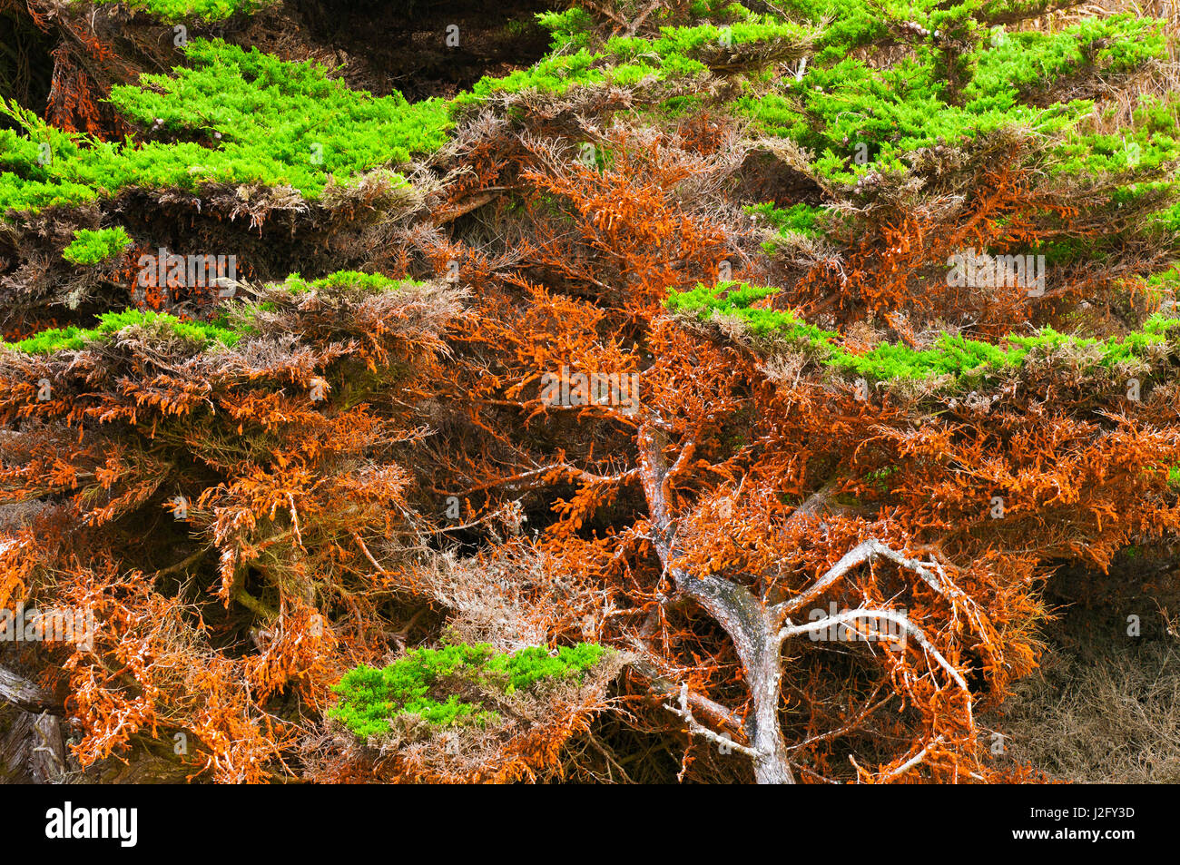 Cypress Tree (Cupressus macrocarpa) covered in green algae, Point Lobos ...