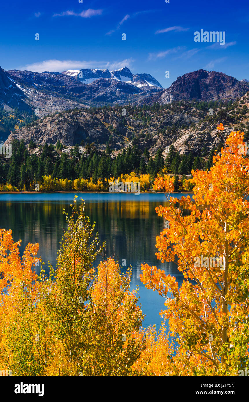 Golden fall aspen at June Lake, Inyo National Forest, Sierra Nevada ...