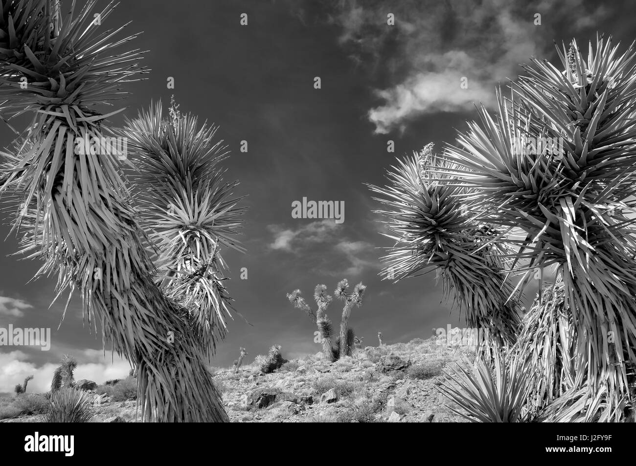 Joshua Trees, Death Valley National Park, California Stock Photo - Alamy