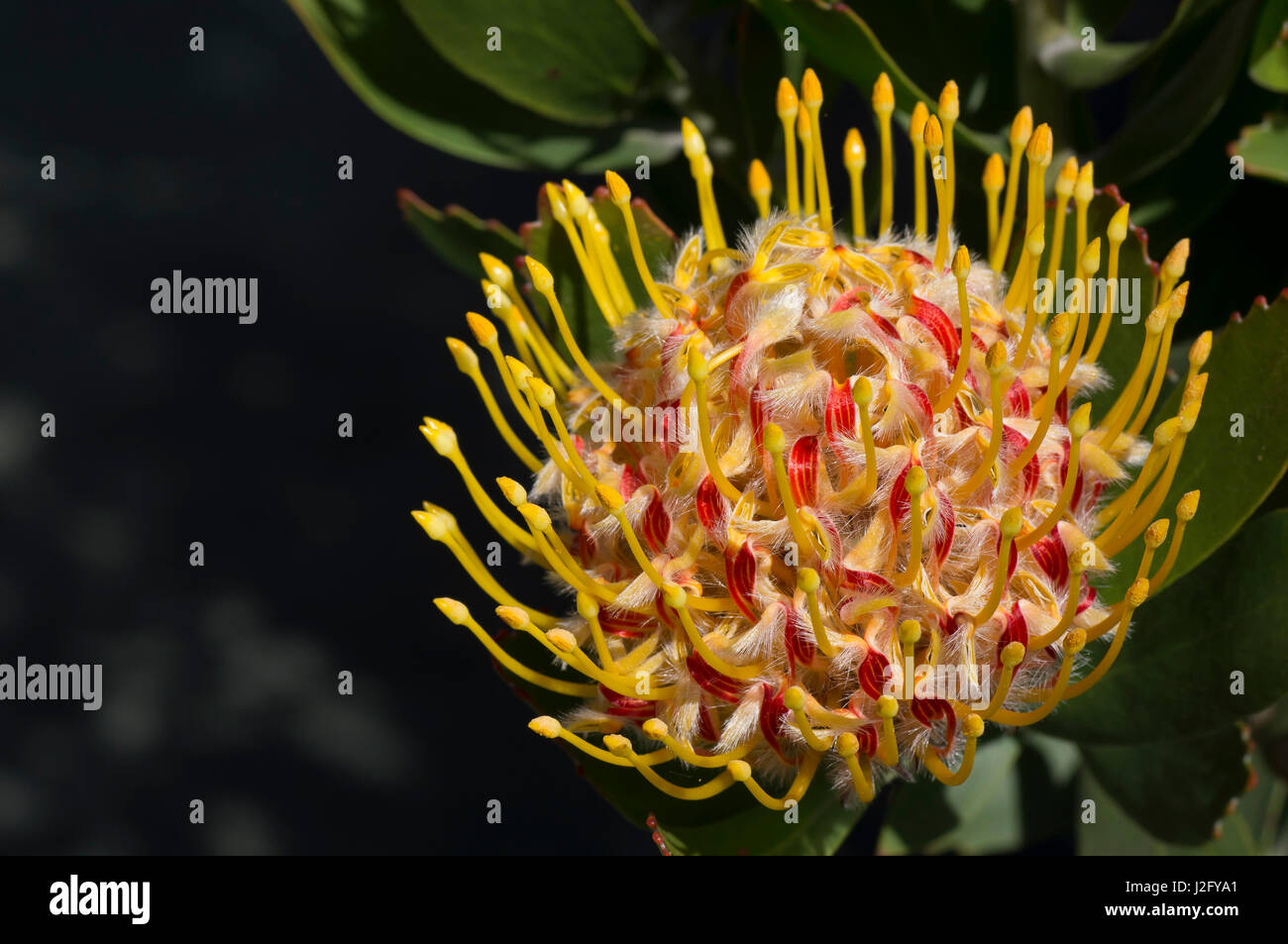 Proteus hi-res stock photography and images - Alamy