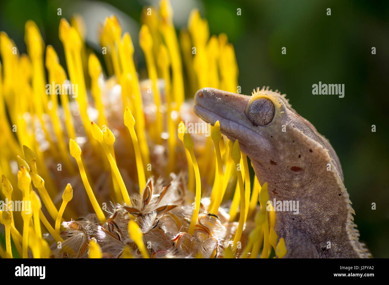 Eyelash gecko proteus flower hi-res stock photography and images - Alamy