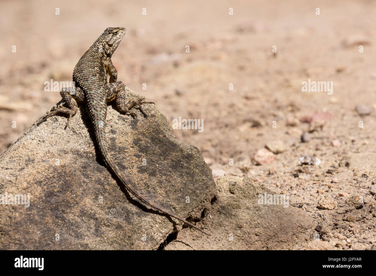 Male Western fence lizard in breeding color, Santa Monica Mountains ...