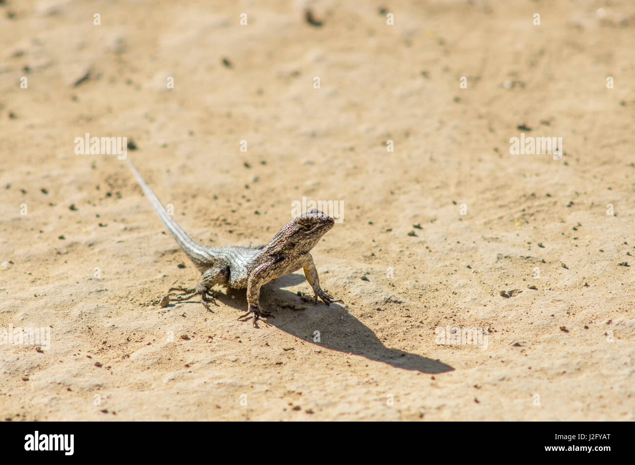 Male Western fence lizard in breeding color, Santa Monica Mountains ...