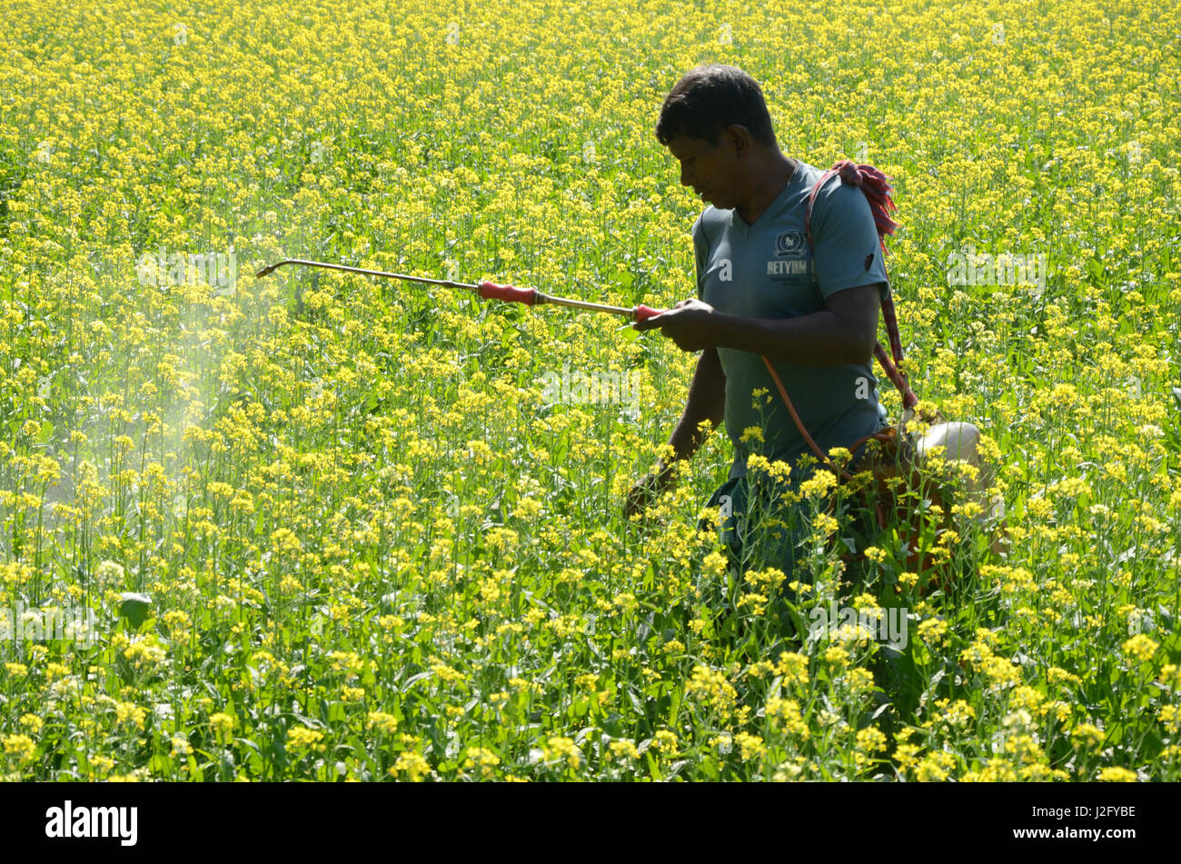 Farmer spraying pesticide hi-res stock photography and images - Alamy