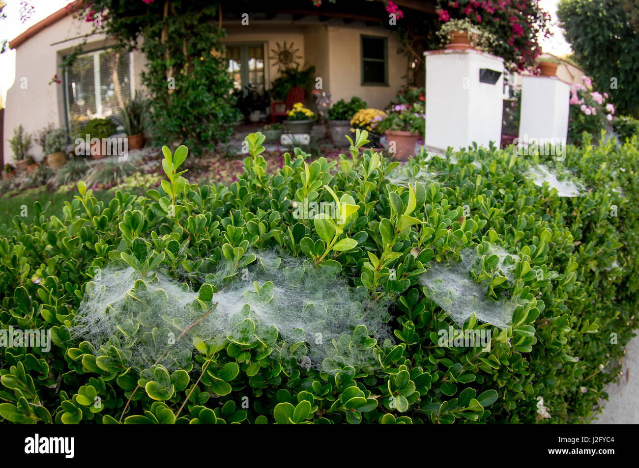 Bird spiders hi-res stock photography and images - Alamy